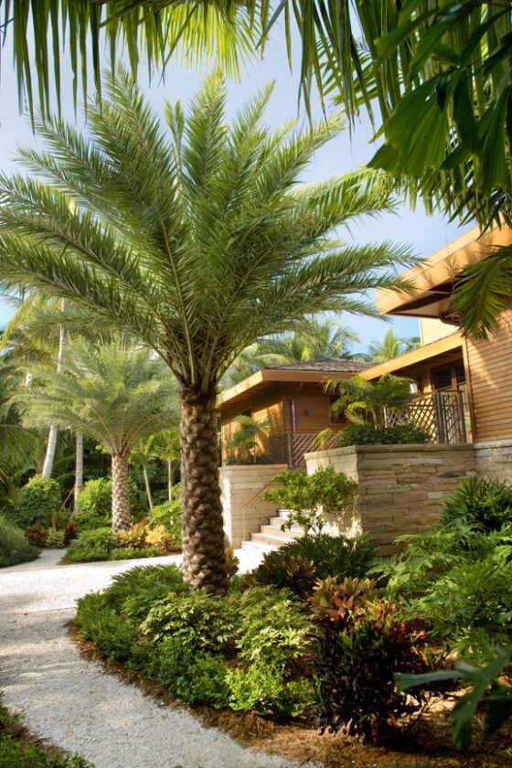 In The Garden: Elegant palm that can be used for making jam - SANIBEL ...